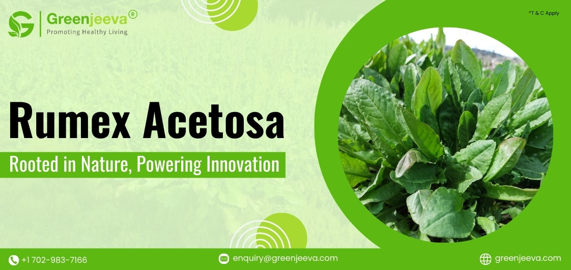 Rumex Acetosa Root Extract: The Ancient Herb Powering Modern Innovations